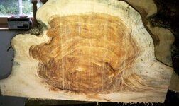 White pine burl | The International Association of Penturners